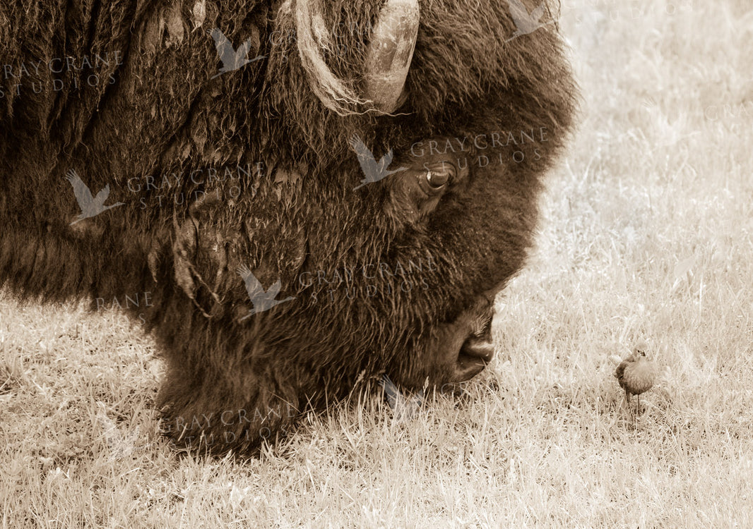 Buffalo – Gray Crane Studios